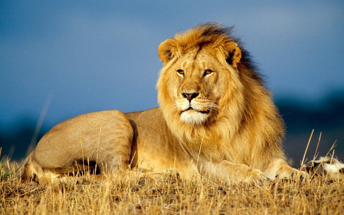 Gir Where The Lions Roam Free : Namaste! | Gozo cabs journey across India