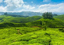 MUNNAR Perfect Destination For Winter : Namaste! | Gozo cabs journey ...
