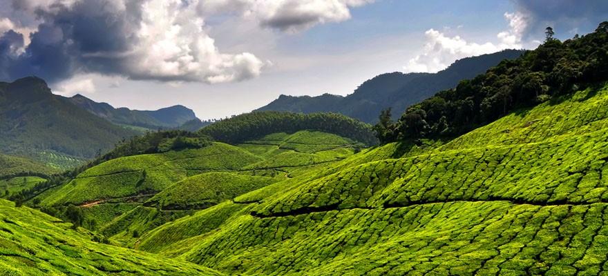 MUNNAR Perfect Destination For Winter : Namaste! | Gozo cabs journey ...