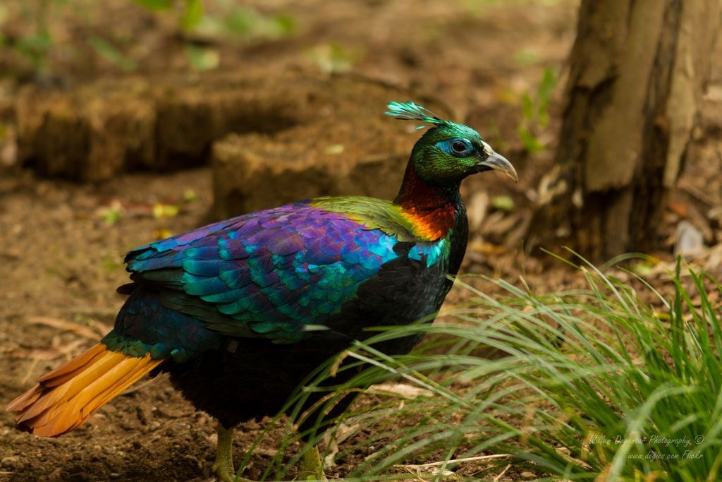 Manali: One day trip planner : Namaste!