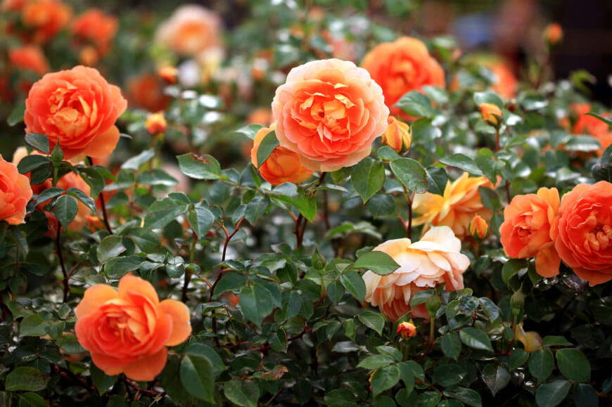 5 amazing places to visit if you only have a day in Ludhiana : Namaste ...