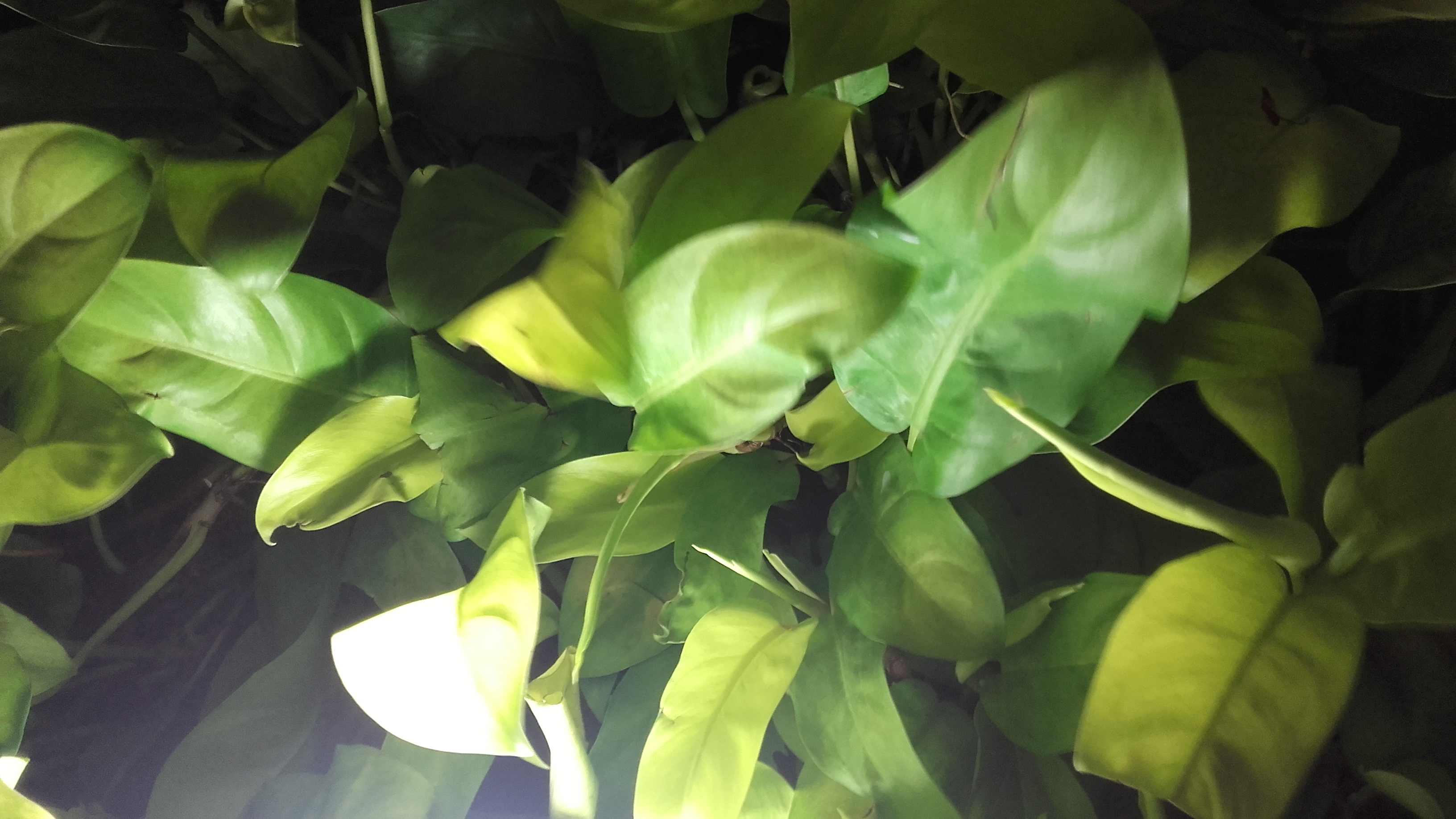 Tezpur: One day trip planner : Namaste! | Gozo cabs journey across India